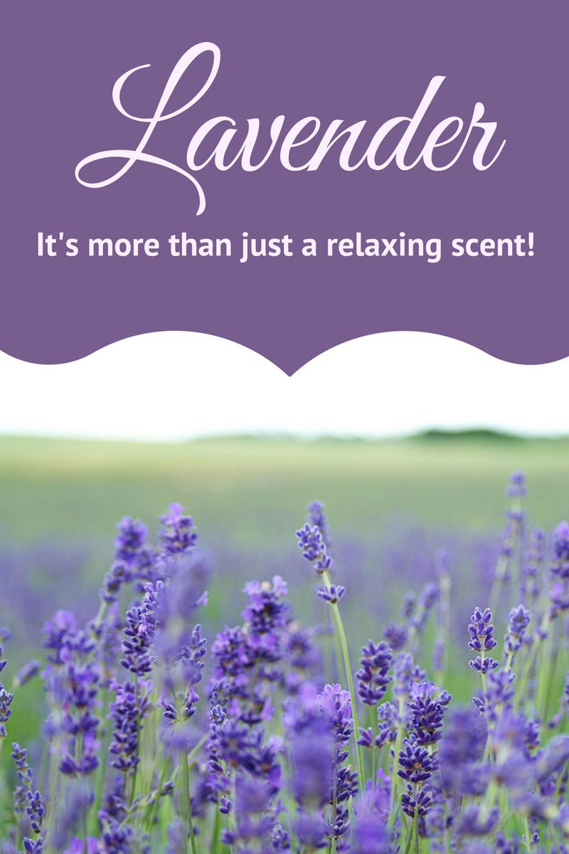 Lavender: It's more than just a relaxing scent! - The Yellow Bird